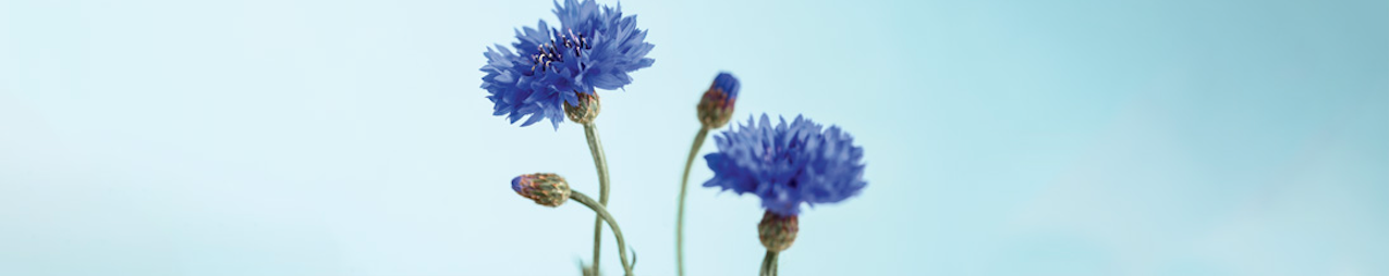 Le programme Act Beautiful, de la franchise Yves Rocher - Franchise ...